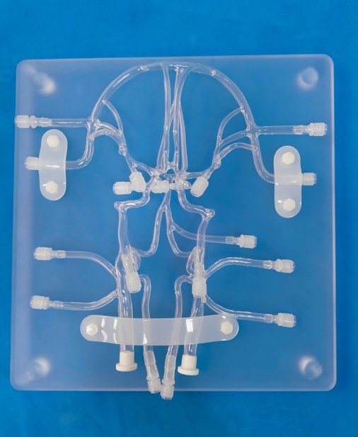 Intracranial Model Placed In Acrylic Platform